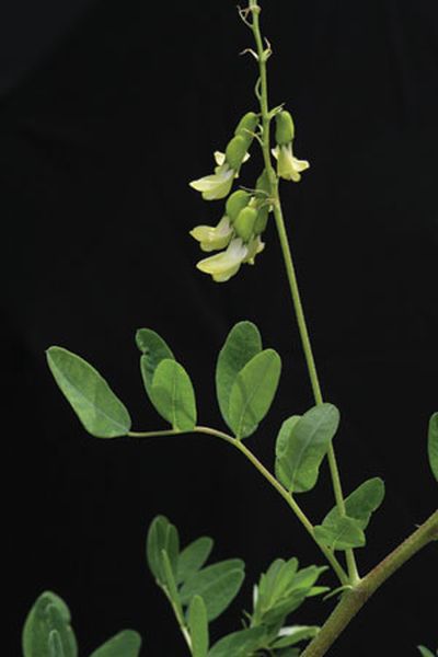 Astragalus membranaceus - Astragalus